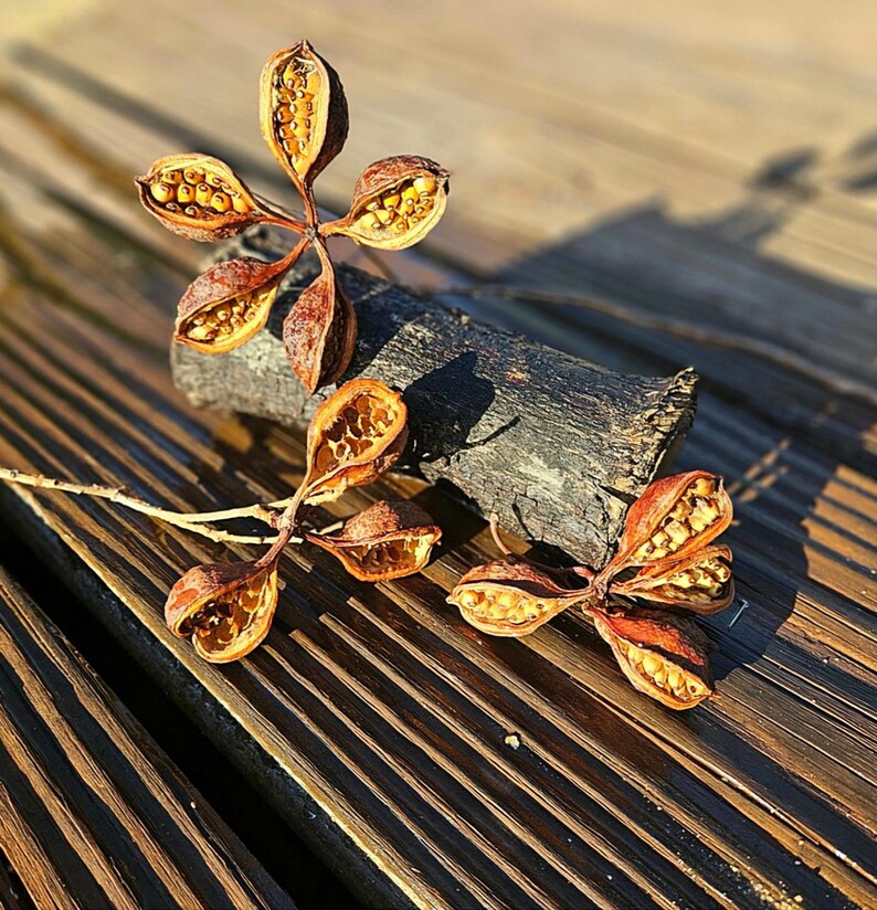 Bottle Tree Pods DIY Farmhouse Rustic Boho Wreaths Fairy Potpourri ...