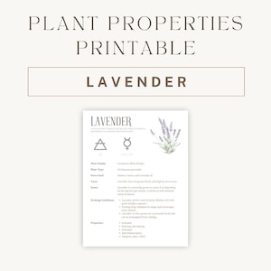 Lavender Herbal Printable - Detailed Plant Guide & Uses - Spiritual ...