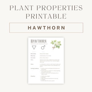 Hawthorn Herbal Printable Detailed Plant Guide & Uses Spiritual Healing ...
