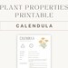 Calendula Herbal Printable - Detailed Plant Guide & Uses - Spiritual ...