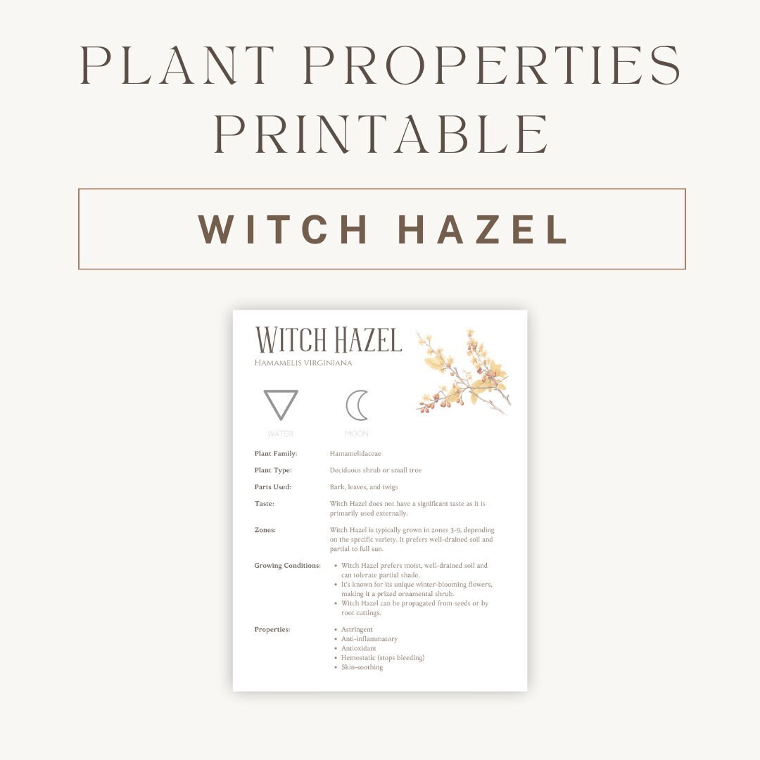 Witch Hazel Herbal Printable - Detailed Plant Guide & Uses - Spiritual ...