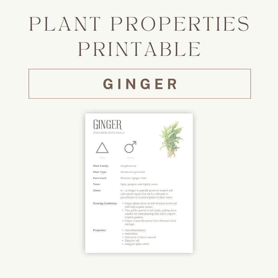 Ginger Herbal Printable - Detailed Plant Guide & Uses - Spiritual ...