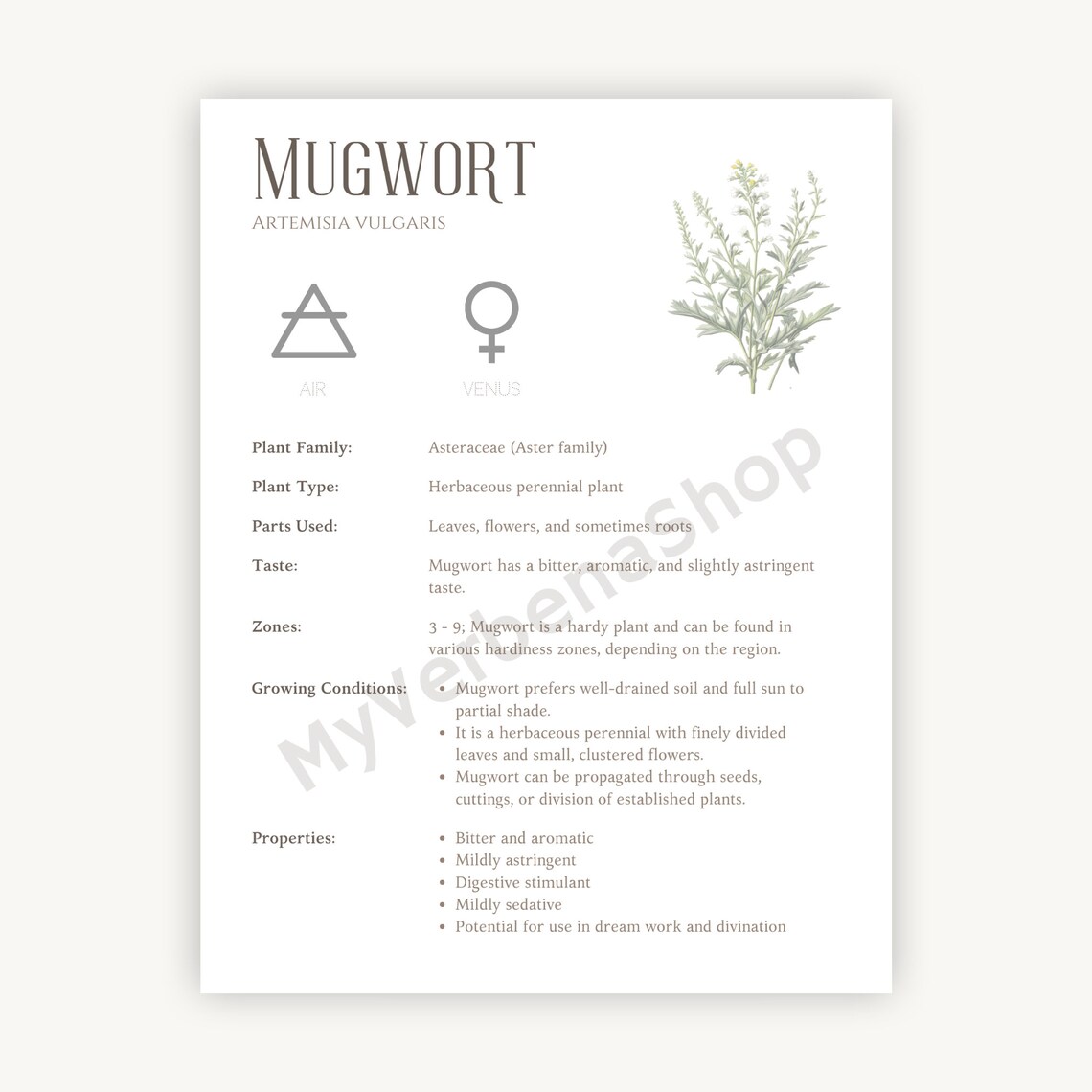 Mugwort Herbal Printable - Detailed Plant Guide & Uses - Spiritual ...