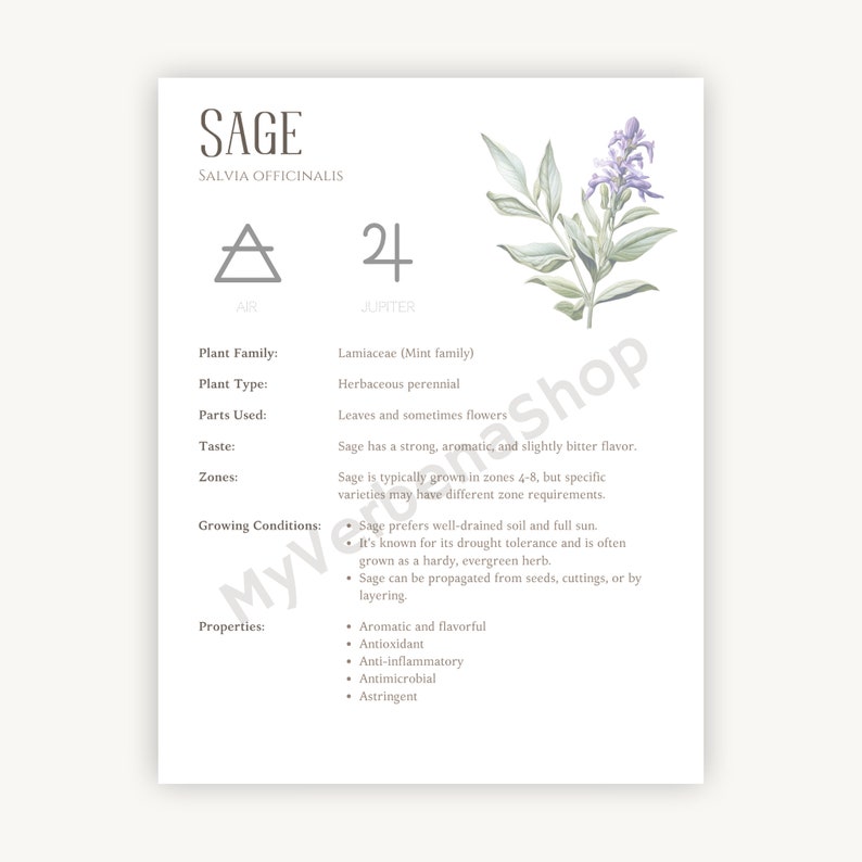Sage Herbal Printable - Detailed Plant Guide & Uses - Spiritual Healing ...