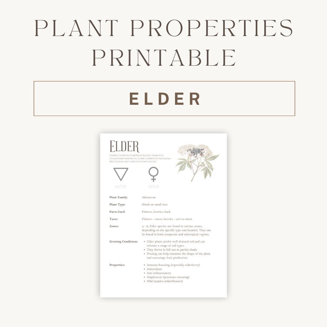 Elder Herbal Printable - Detailed Plant Guide & Uses - Spiritual ...