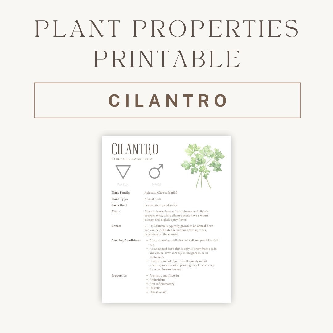 Cilantro Herbal Printable - Detailed Plant Guide & Uses - Spiritual ...
