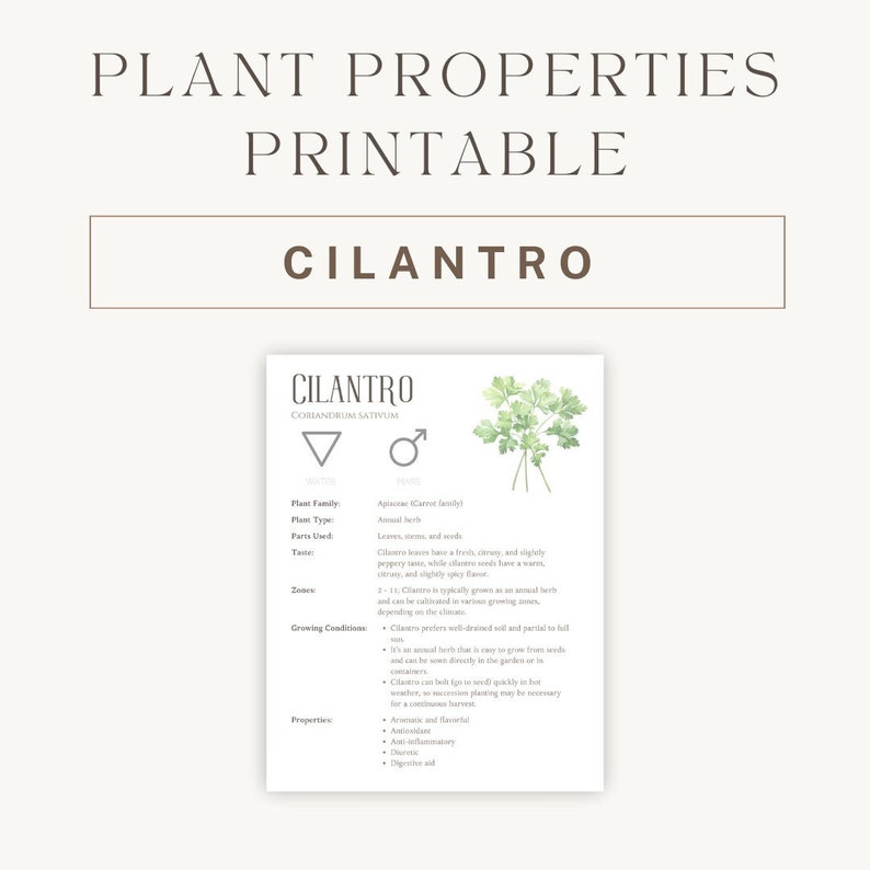 Cilantro Herbal Printable - Detailed Plant Guide & Uses - Spiritual ...
