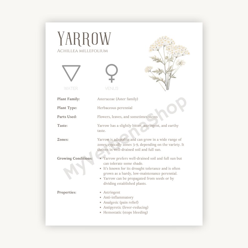 Yarrow Herbal Printable - Detailed Plant Guide & Uses - Spiritual ...