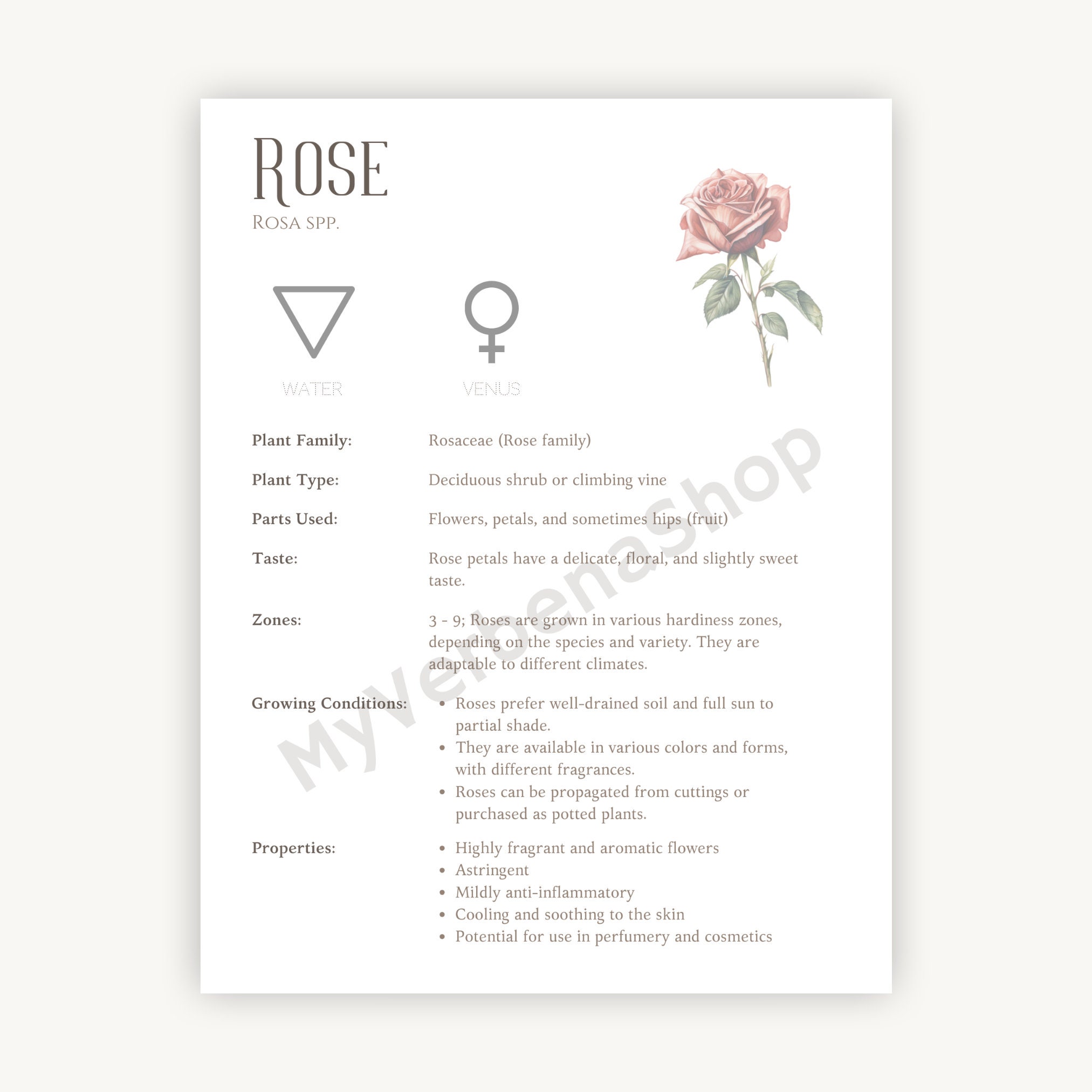 Rose Herbal Printable - Detailed Plant Guide & Uses - Spiritual Healing ...