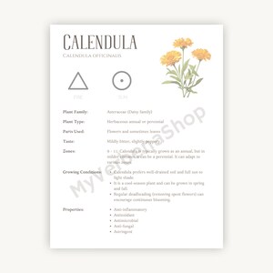 Calendula Herbal Printable - Detailed Plant Guide & Uses - Spiritual ...