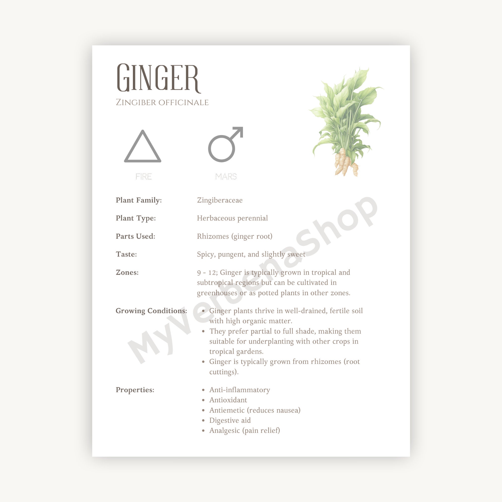 Ginger Herbal Printable - Detailed Plant Guide & Uses - Spiritual ...