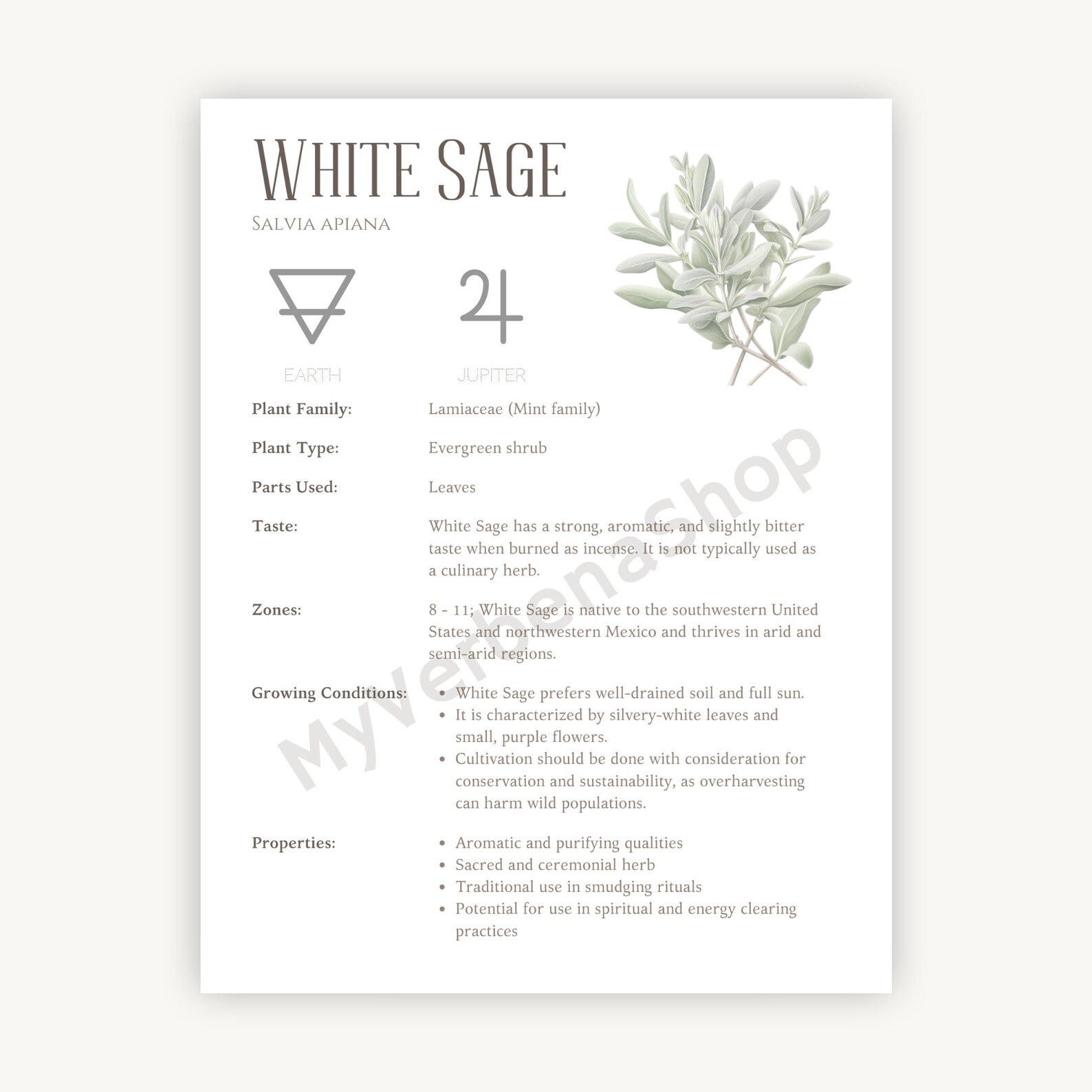 White Sage Herbal Printable - Detailed Plant Guide & Uses - Spiritual ...
