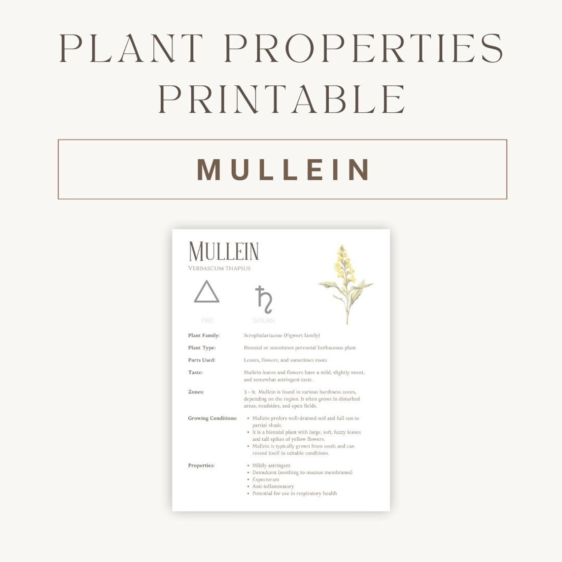 Mullein Herbal Printable - Detailed Plant Guide & Uses - Spiritual ...
