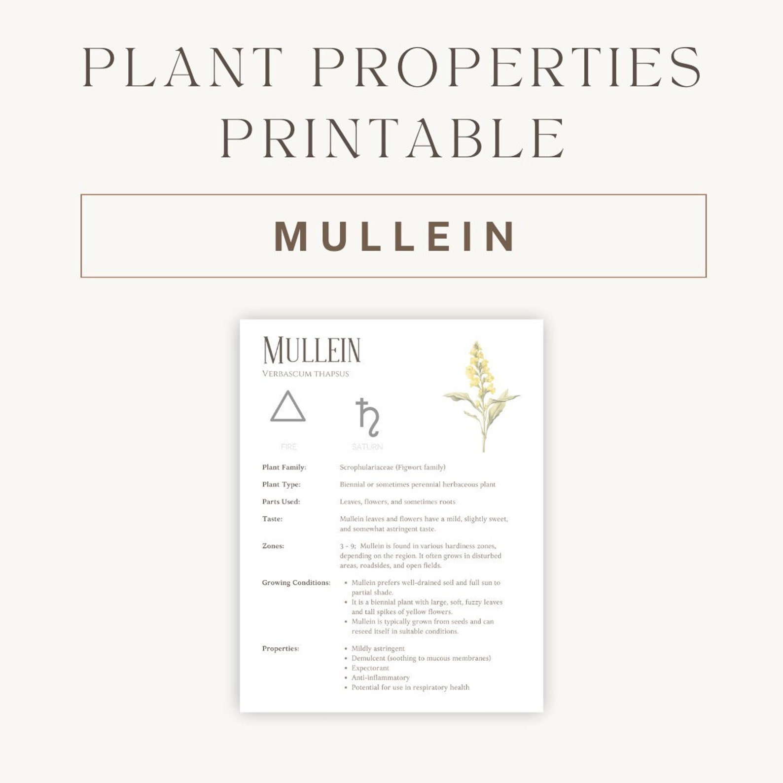 Mullein Herbal Printable - Detailed Plant Guide & Uses - Spiritual ...
