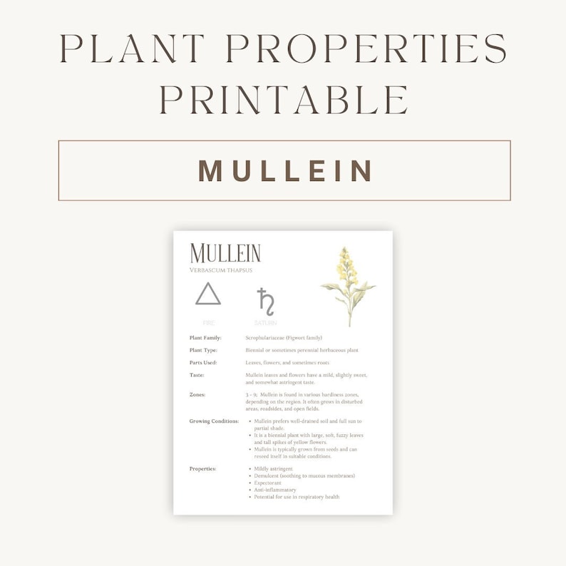 Mullein Herbal Printable - Detailed Plant Guide & Uses - Spiritual ...