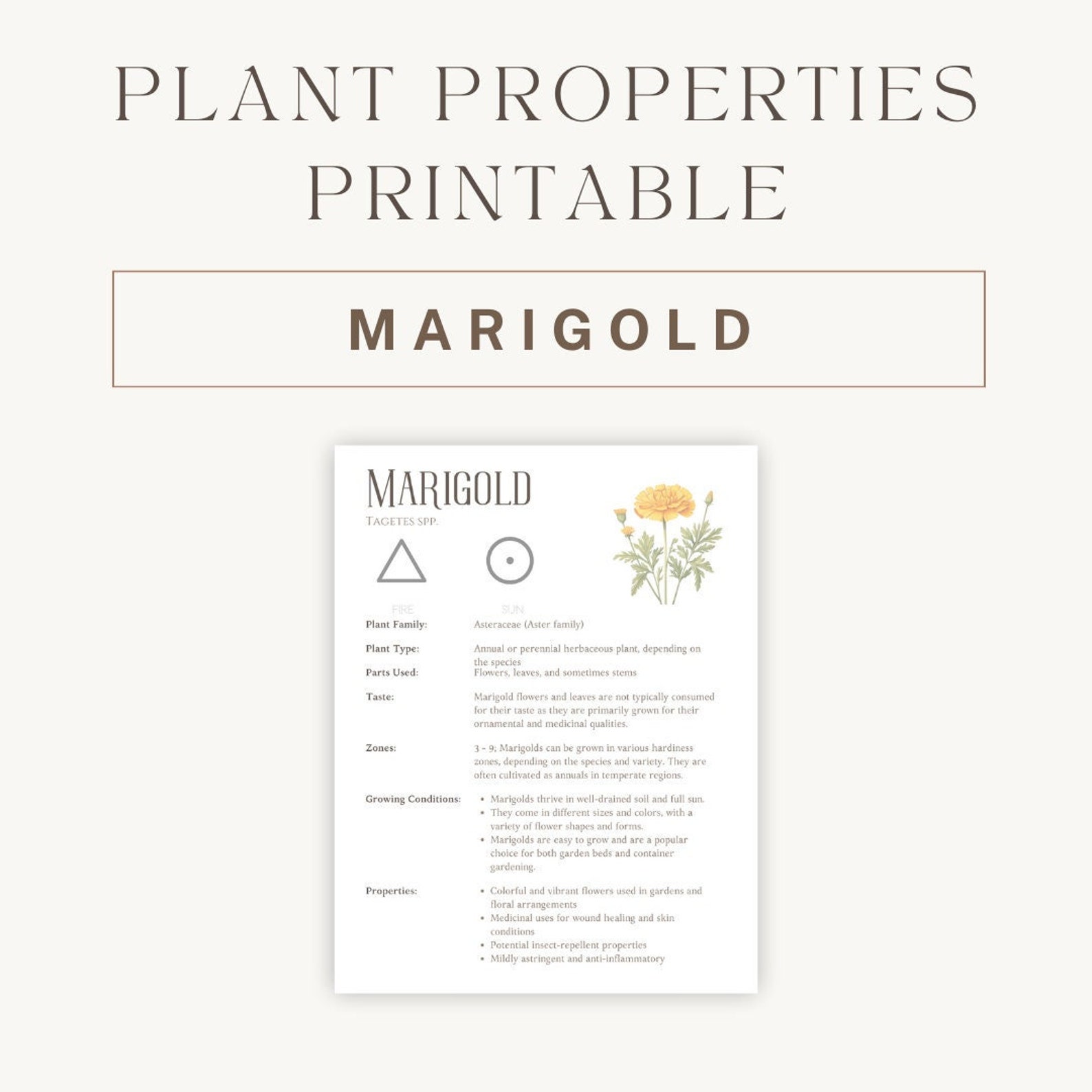 Marigold Herbal Printable - Detailed Plant Guide & Uses - Spiritual ...