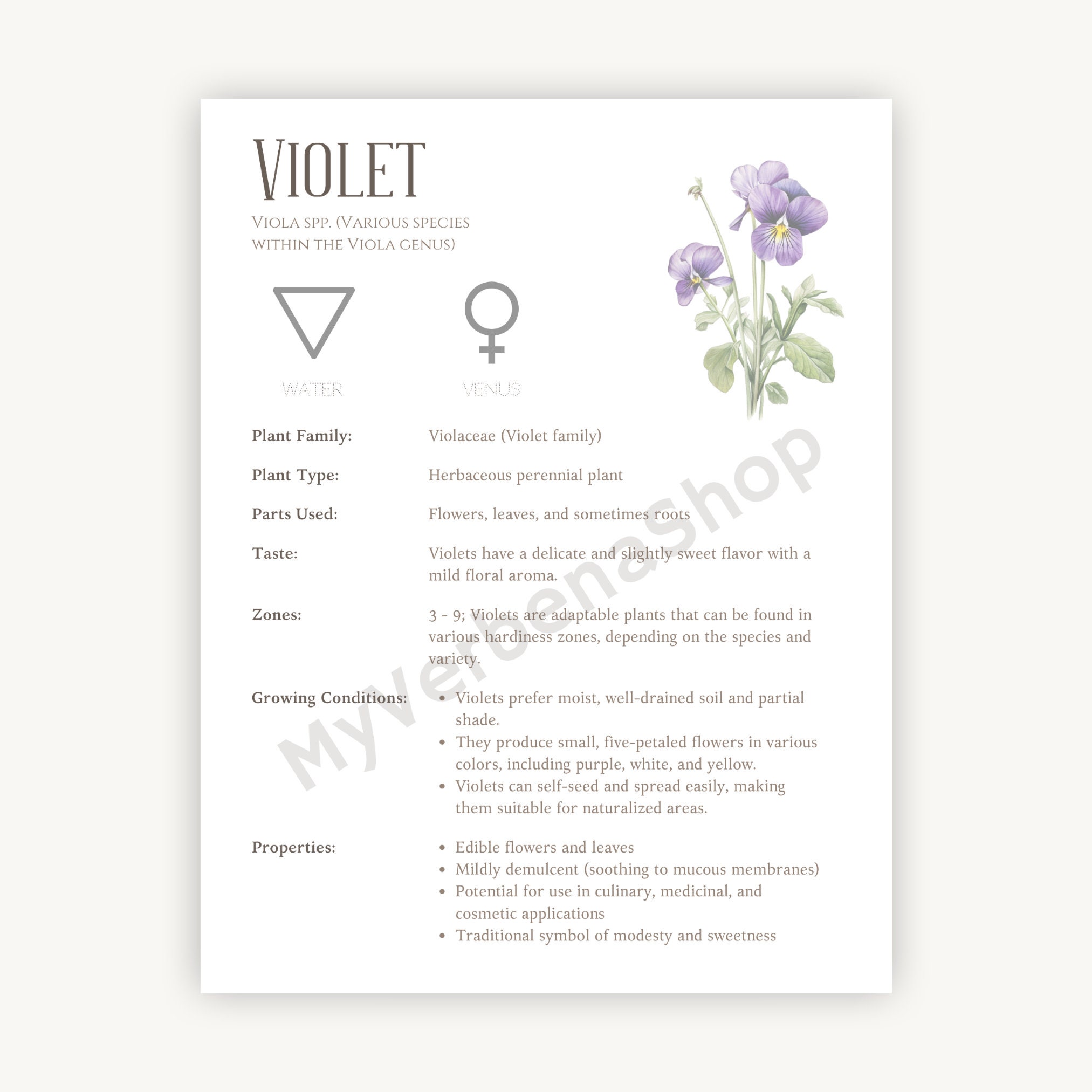 Violet Herbal Printable - Detailed Plant Guide & Uses - Spiritual ...