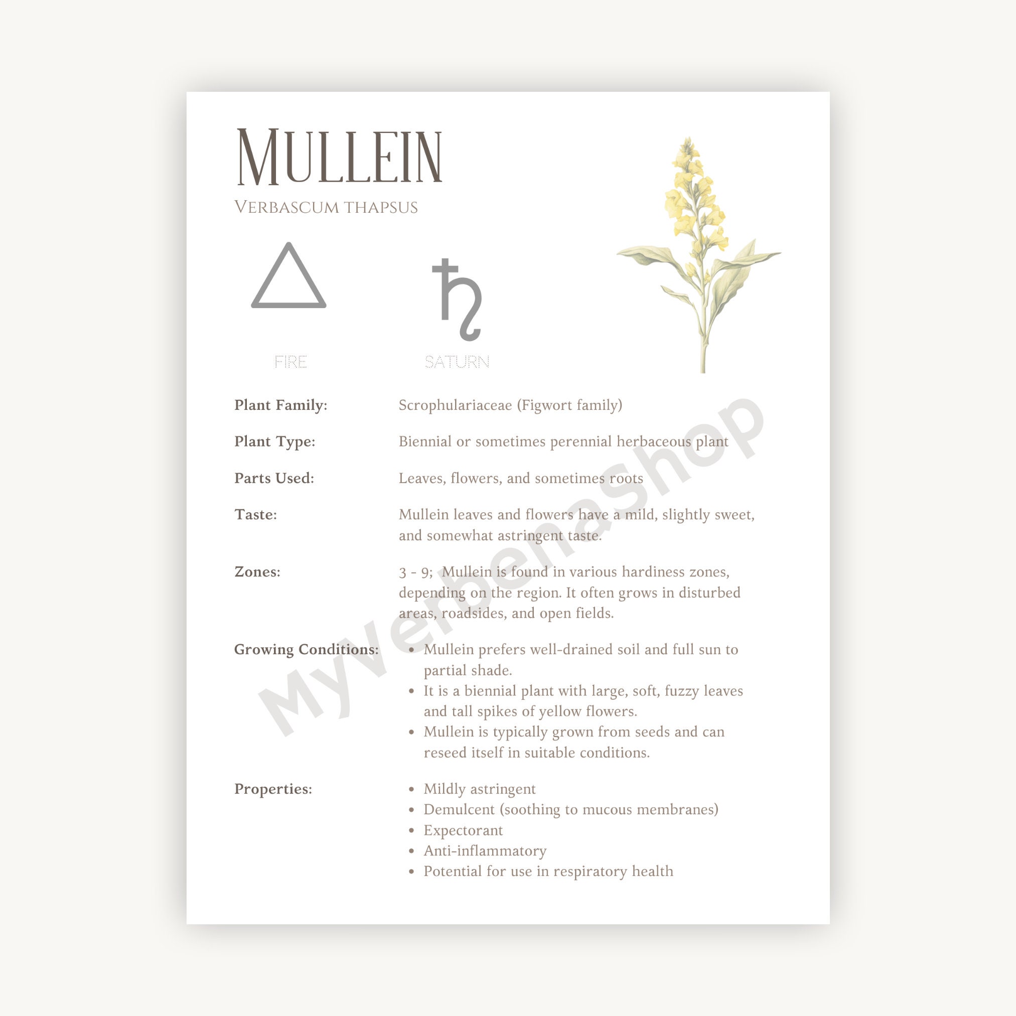 Mullein Herbal Printable - Detailed Plant Guide & Uses - Spiritual Healing Properties Chart ...