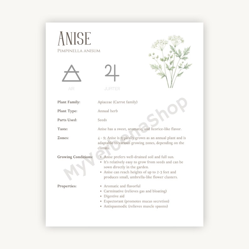 Anise Herbal Printable Detailed Plant Guide & Uses Spiritual Healing Properties Chart Botanical ...