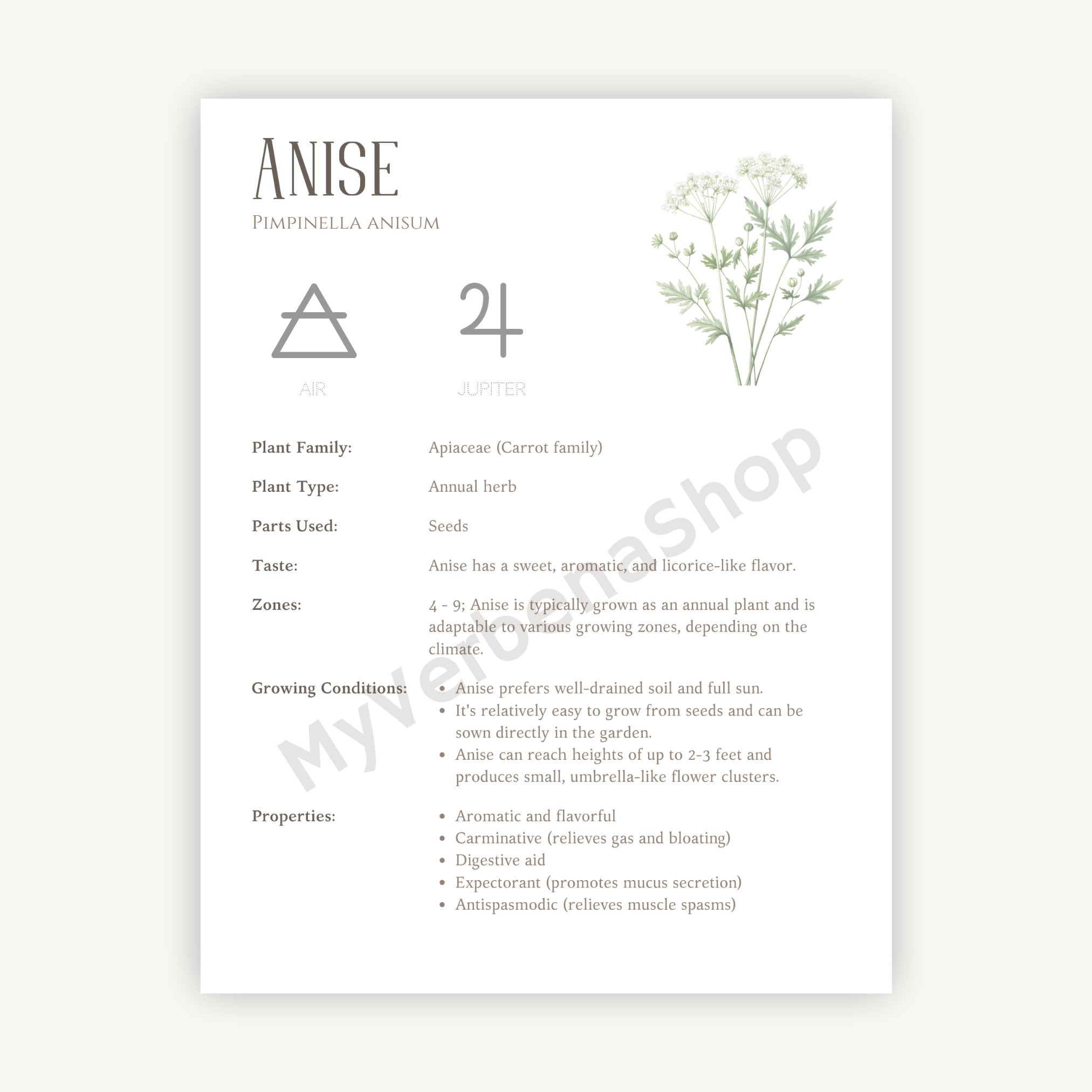 Anise Herbal Printable - Detailed Plant Guide & Uses - Spiritual ...
