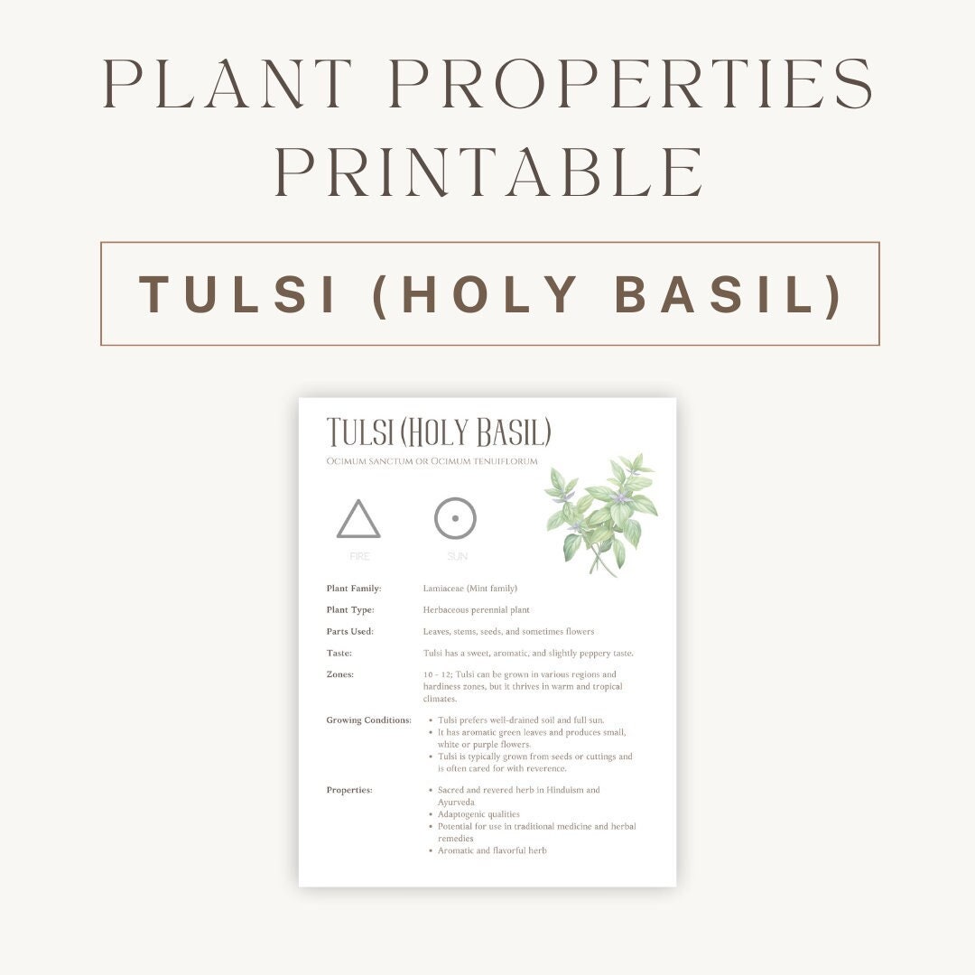 Tulsi (holy Basil) Herbal Printable - Detailed Plant Guide & Uses ...