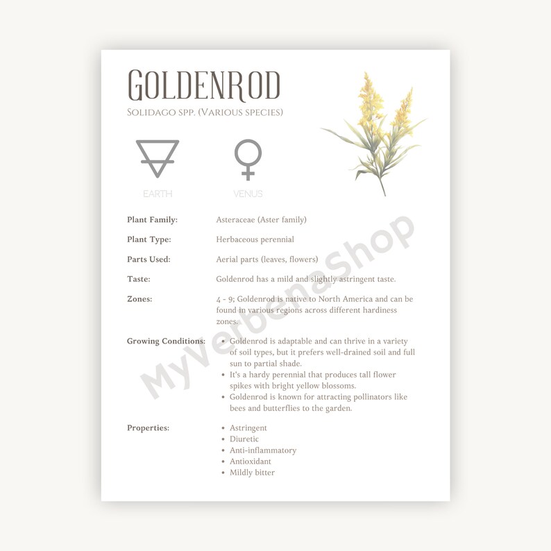 Goldenrod Herbal Printable Detailed Plant Guide & Uses Spiritual ...