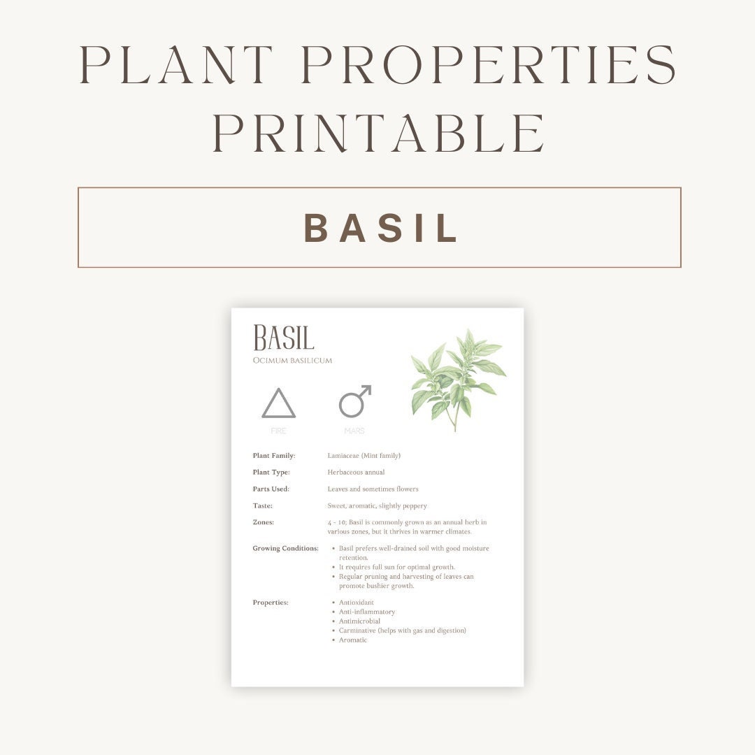 Basil Herbal Printable - Detailed Plant Guide & Uses - Spiritual ...