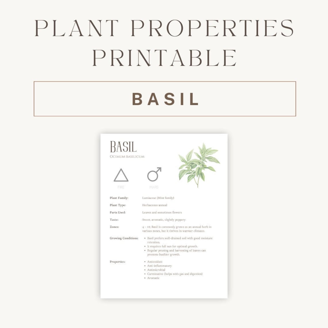 Basil Herbal Printable - Detailed Plant Guide & Uses - Spiritual ...