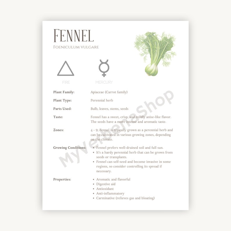 Fennel Herbal Printable - Detailed Plant Guide & Uses - Spiritual ...