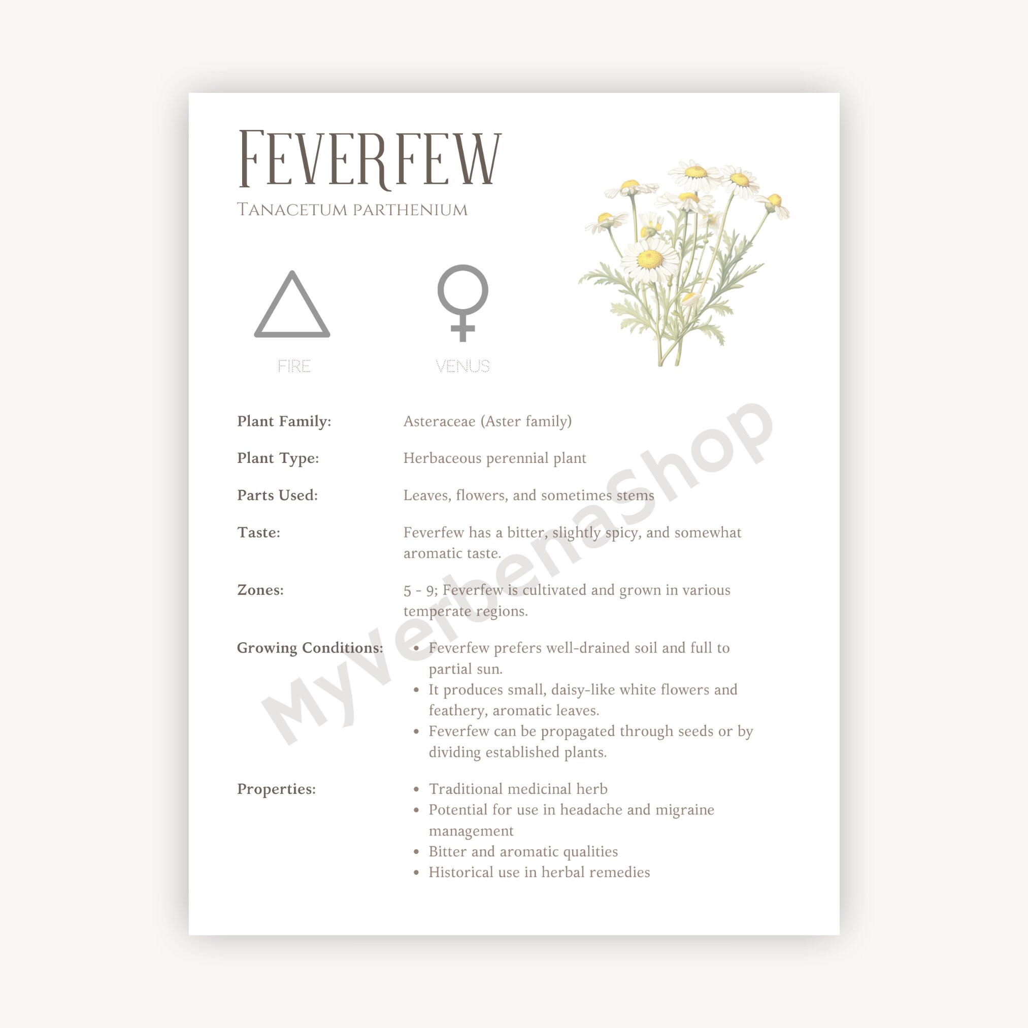 Feverfew Herbal Printable - Detailed Plant Guide & Uses - Spiritual ...