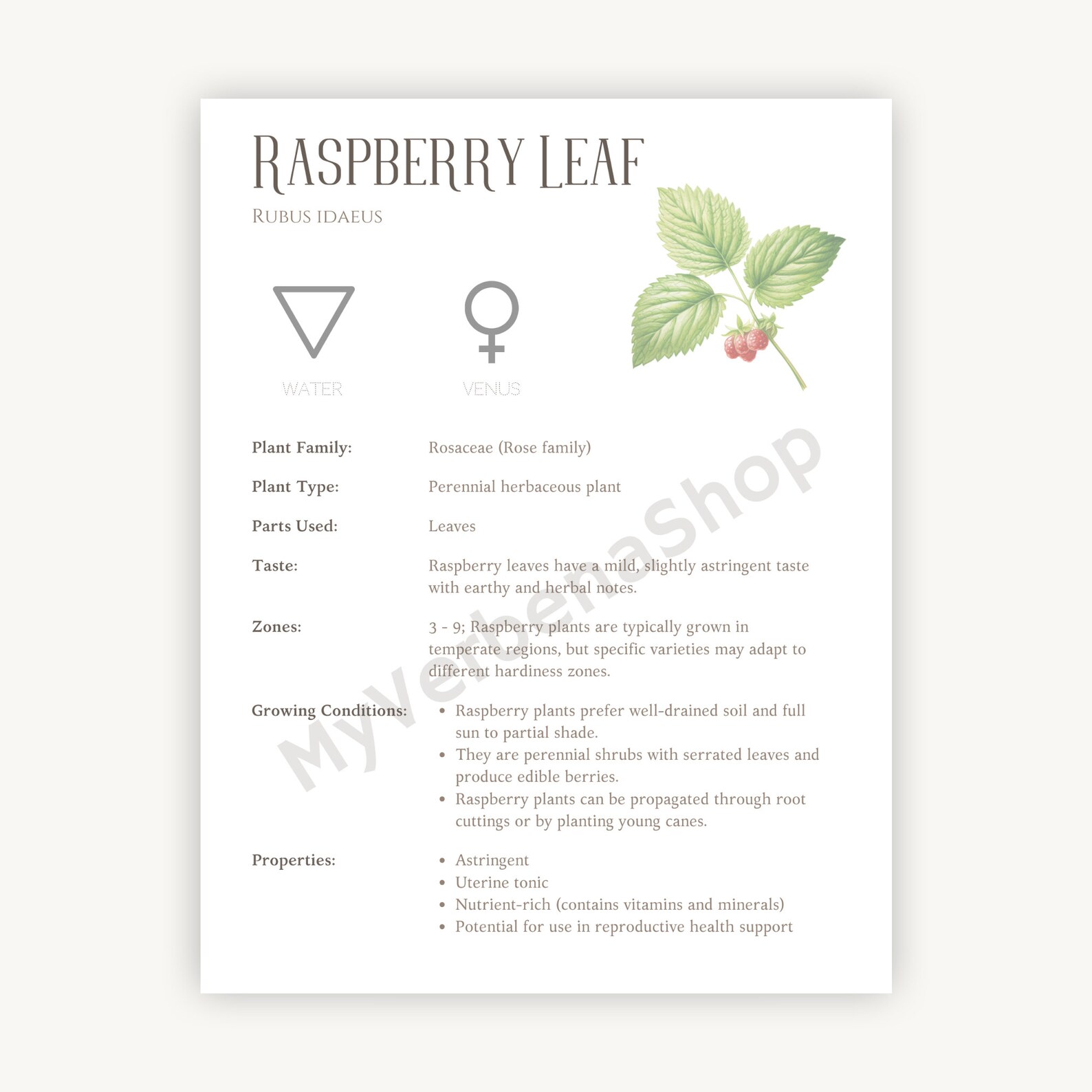 Raspberry Leaf Herbal Printable - Detailed Plant Guide & Uses ...