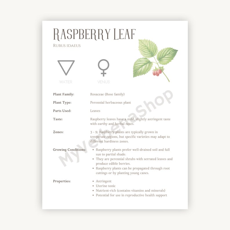 Raspberry Leaf Herbal Printable - Detailed Plant Guide & Uses ...
