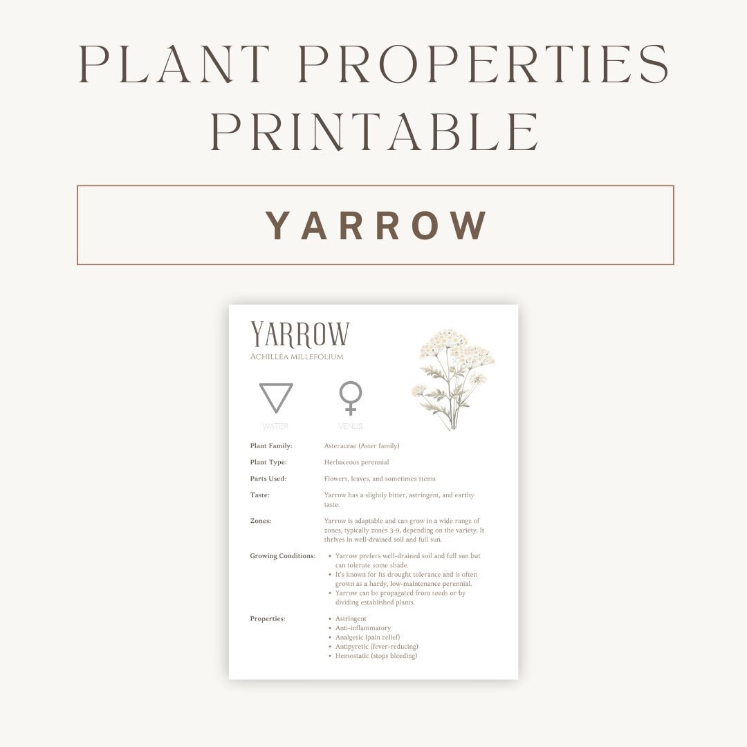 Yarrow Herbal Printable - Detailed Plant Guide & Uses - Spiritual ...