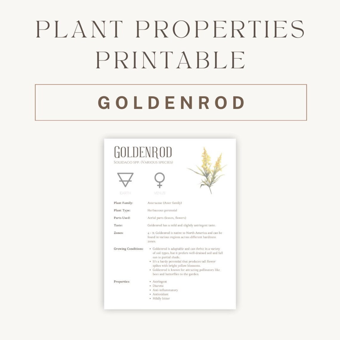 Goldenrod Herbal Printable - Detailed Plant Guide & Uses - Spiritual ...