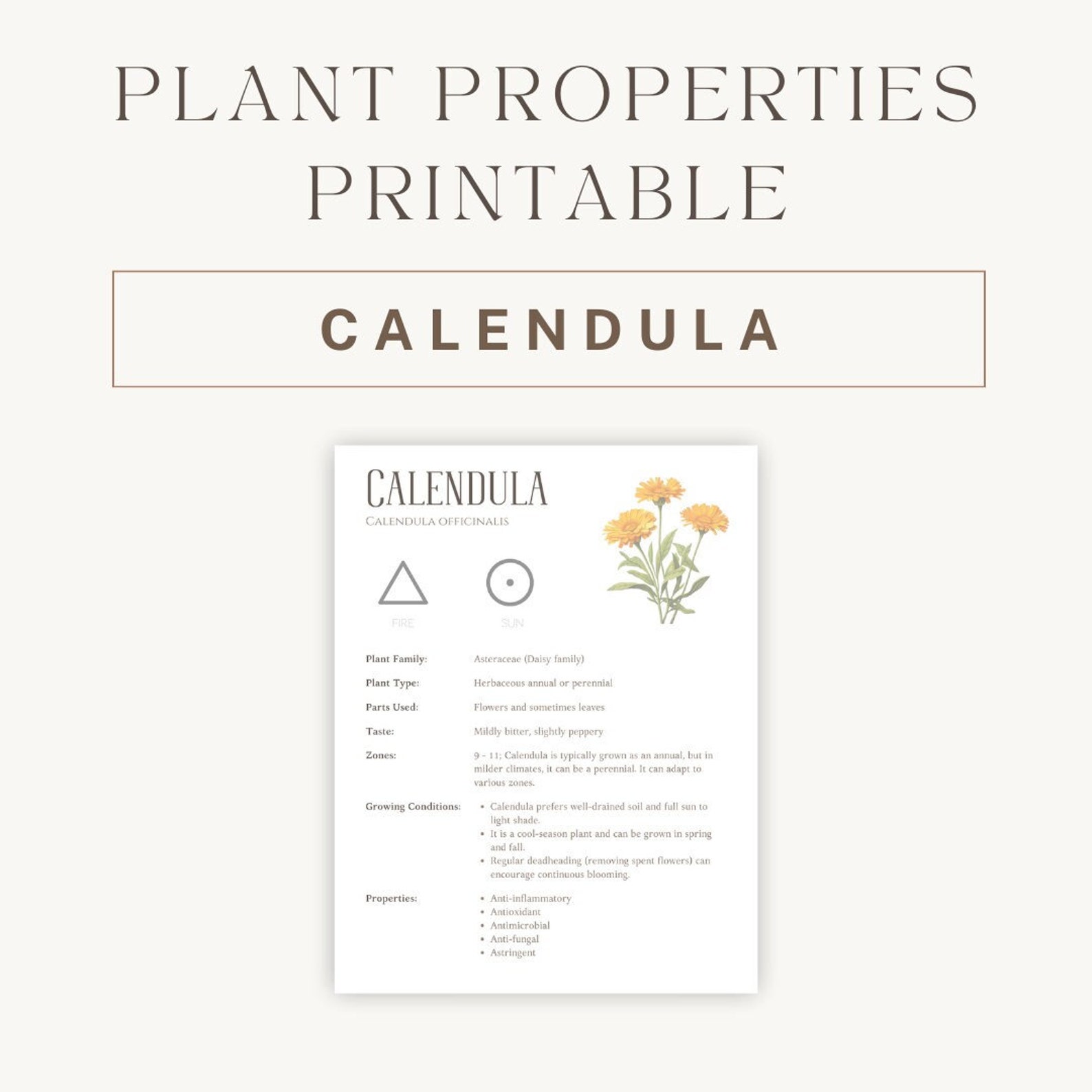 Calendula Herbal Printable - Detailed Plant Guide & Uses - Spiritual ...