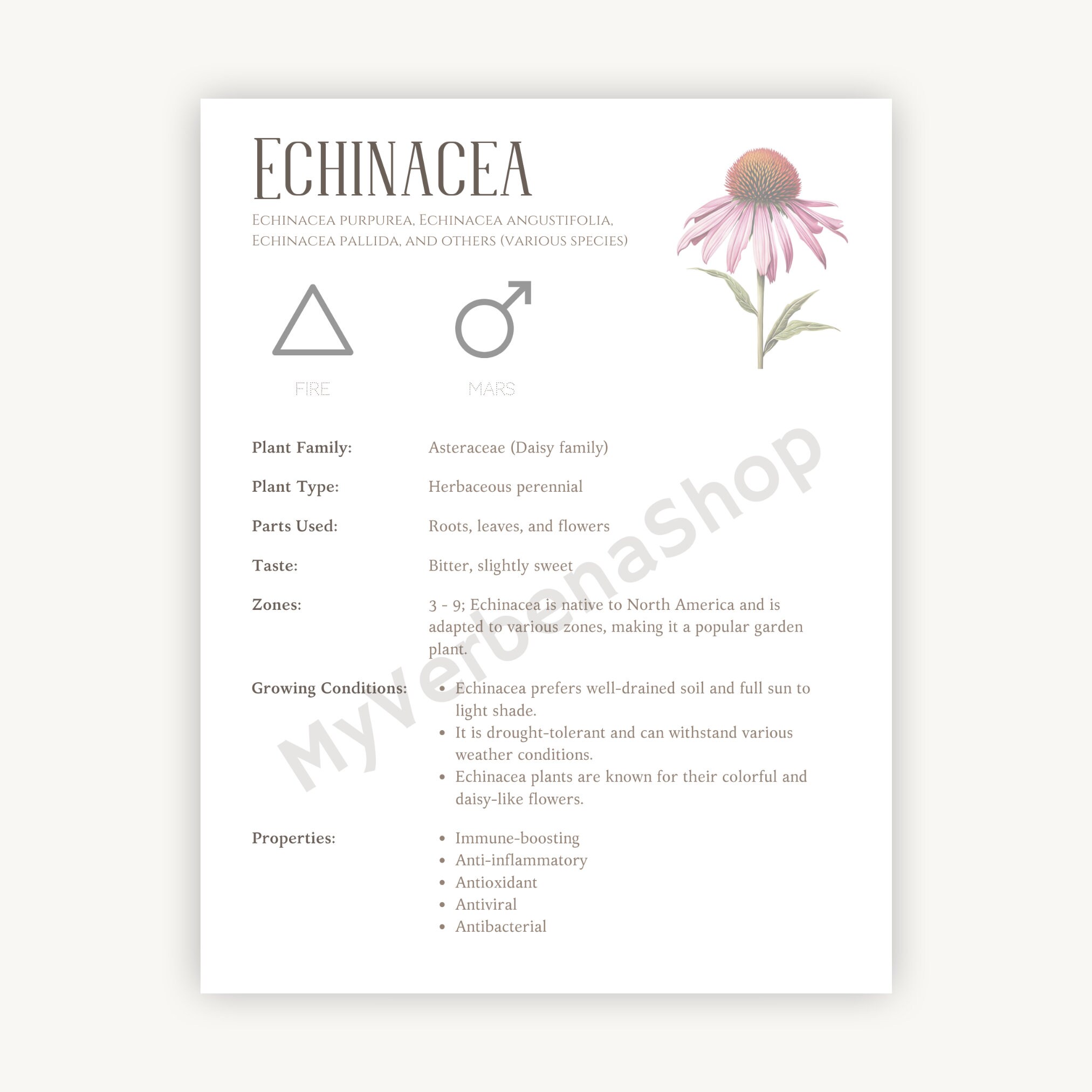 Echinacea Herbal Printable - Detailed Plant Guide & Uses - Spiritual ...