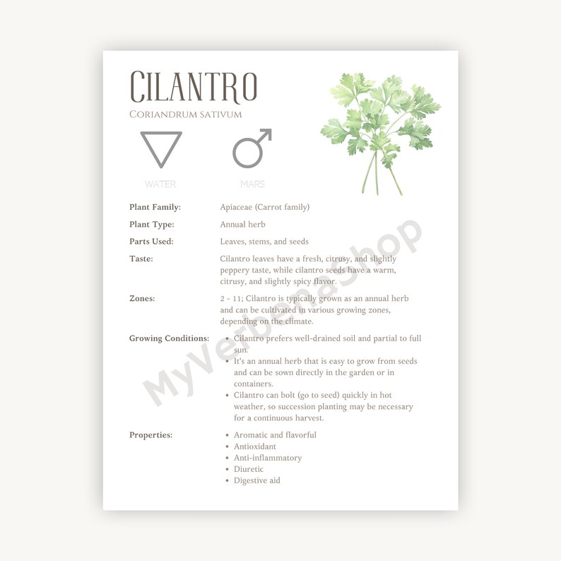 Cilantro Herbal Printable - Detailed Plant Guide & Uses - Spiritual ...