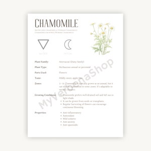 Chamomile Herbal Printable - Detailed Plant Guide & Uses - Spiritual ...