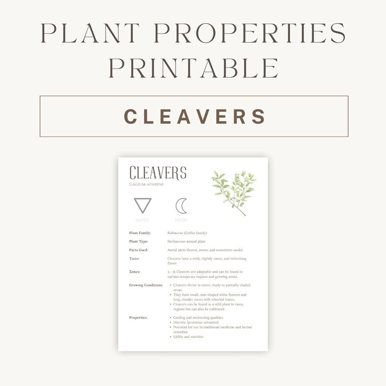 Cleavers Herbal Printable - Detailed Plant Guide & Uses - Spiritual ...
