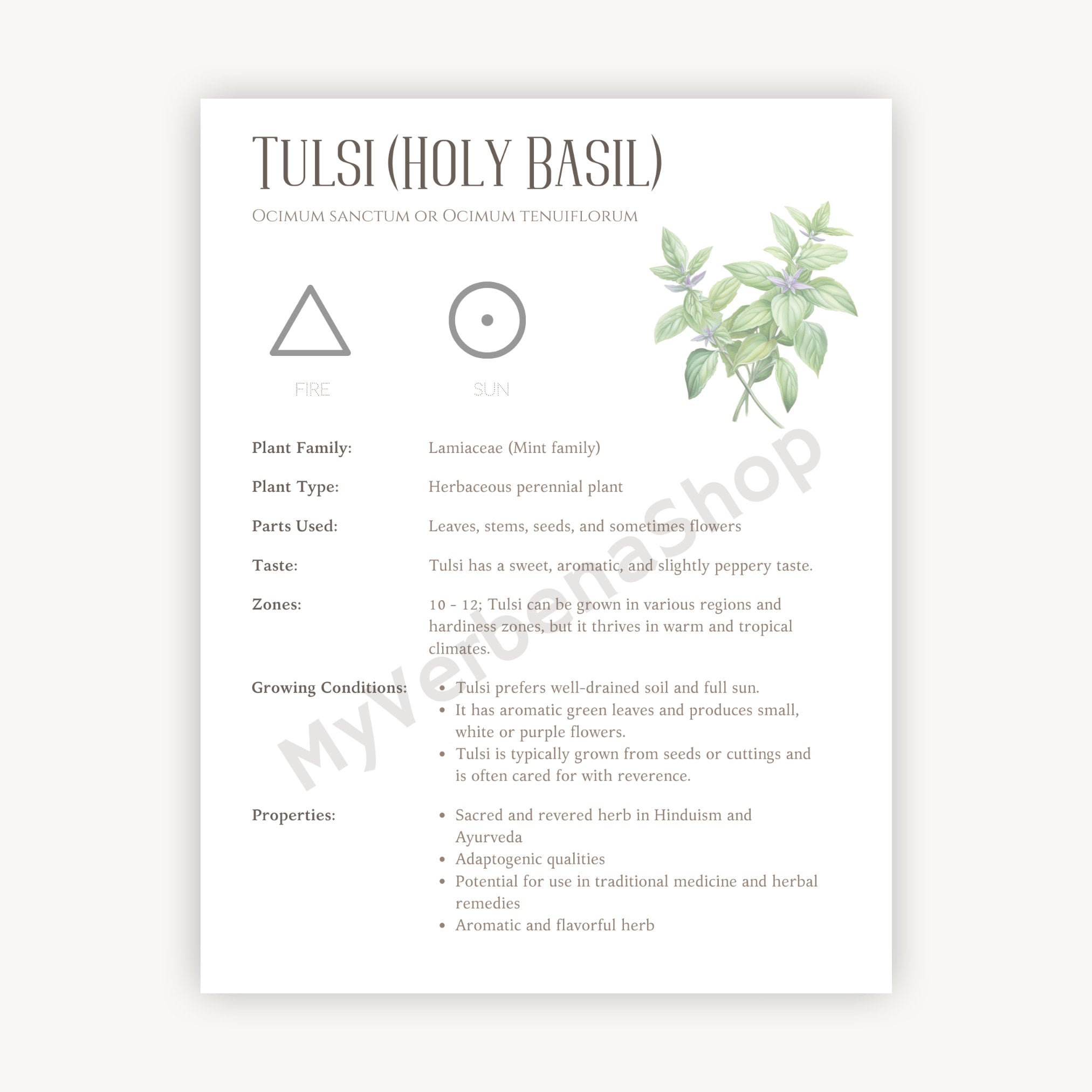 Tulsi (holy Basil) Herbal Printable - Detailed Plant Guide & Uses ...