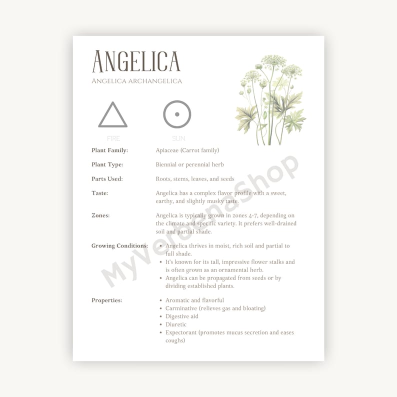 Angelica Herbal Printable - Detailed Plant Guide & Uses - Spiritual ...