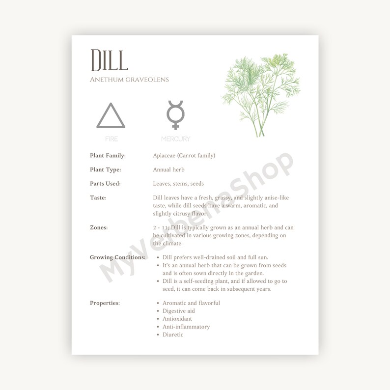 Dill Herbal Printable - Detailed Plant Guide & Uses - Spiritual Healing ...