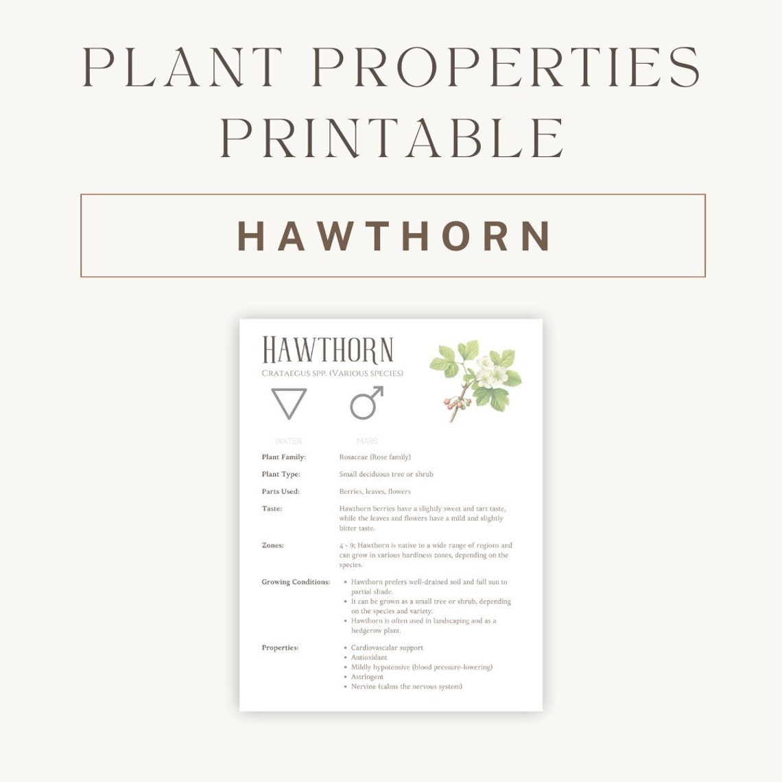 Hawthorn Herbal Printable - Detailed Plant Guide & Uses - Spiritual ...