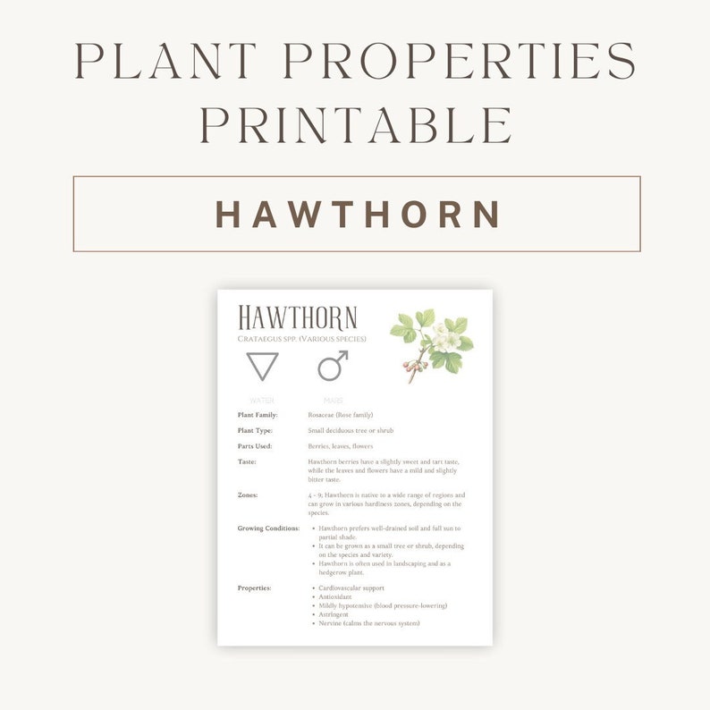 Hawthorn Herbal Printable Detailed Plant Guide & Uses Spiritual Healing ...
