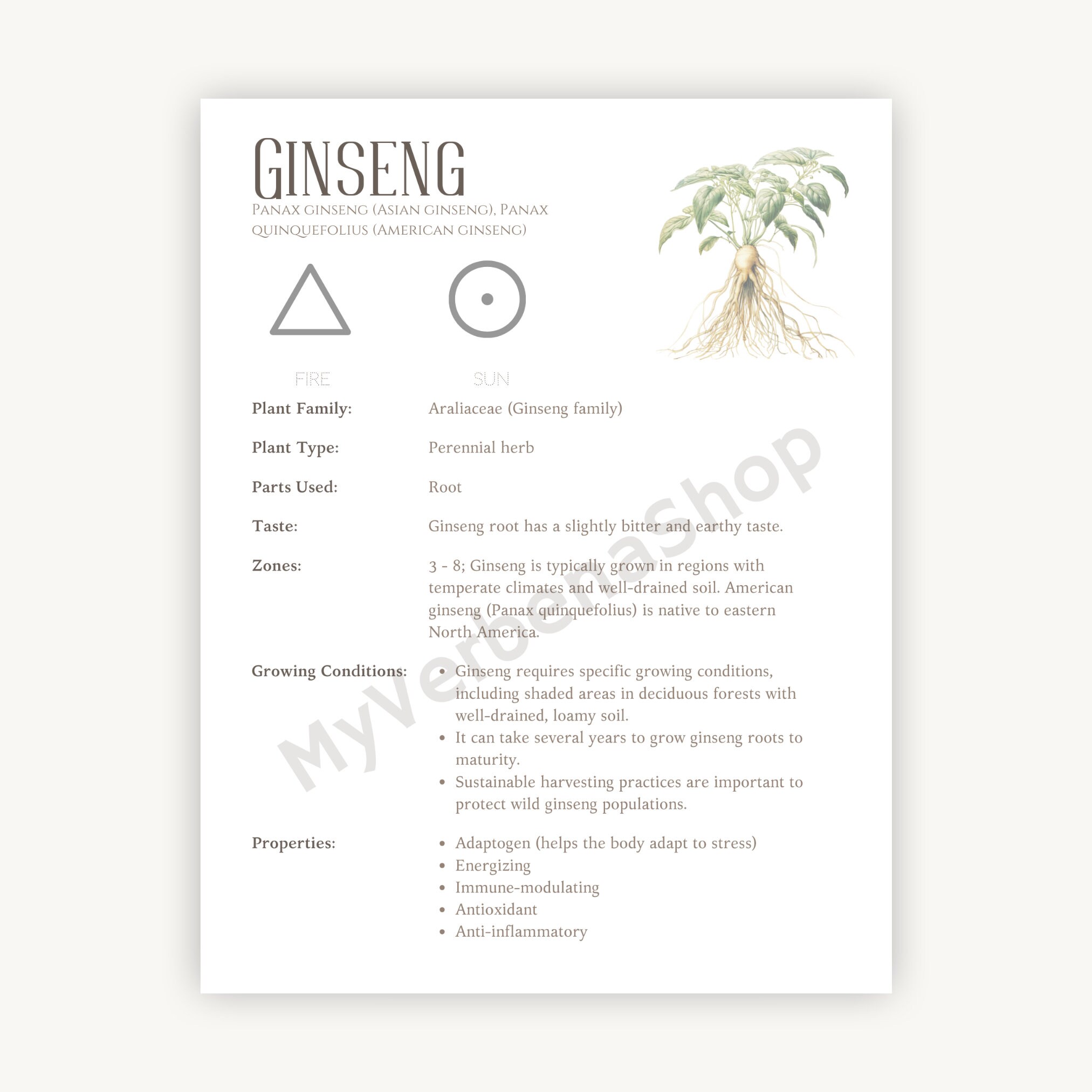 Ginseng Herbal Printable - Detailed Plant Guide & Uses - Spiritual Healing Properties Chart ...