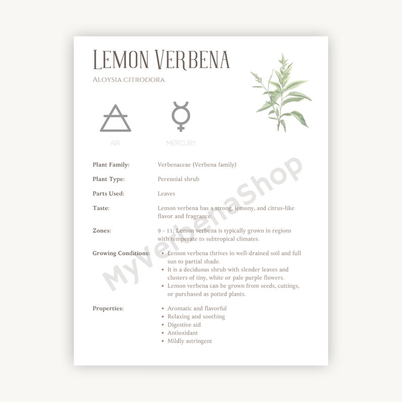 Lemon Verbena Herbal Printable - Detailed Plant Guide & Uses ...