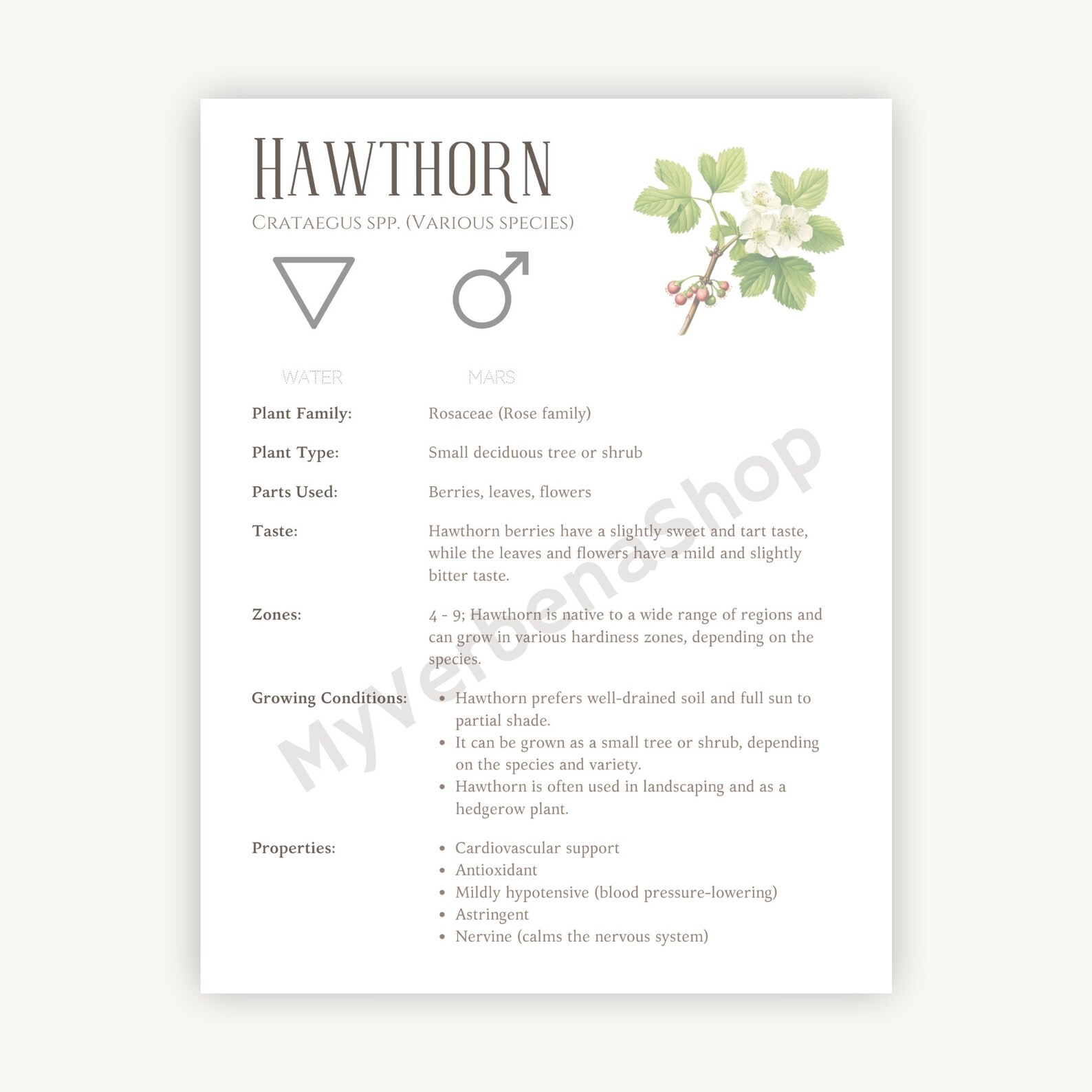Hawthorn Herbal Printable Detailed Plant Guide & Uses Spiritual Healing ...