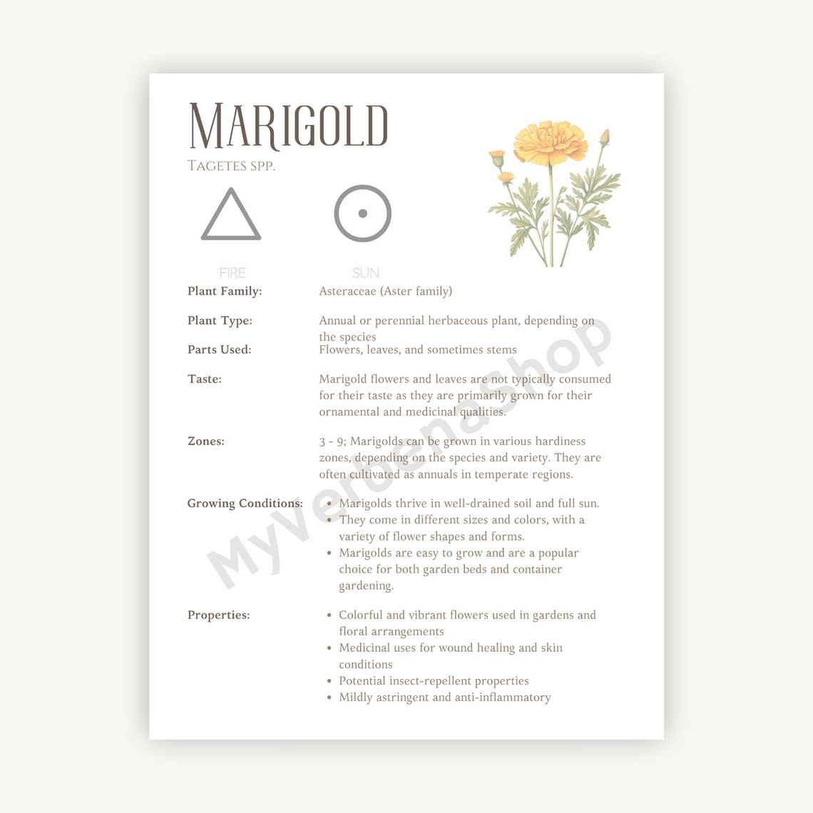 Marigold Herbal Printable - Detailed Plant Guide & Uses - Spiritual ...