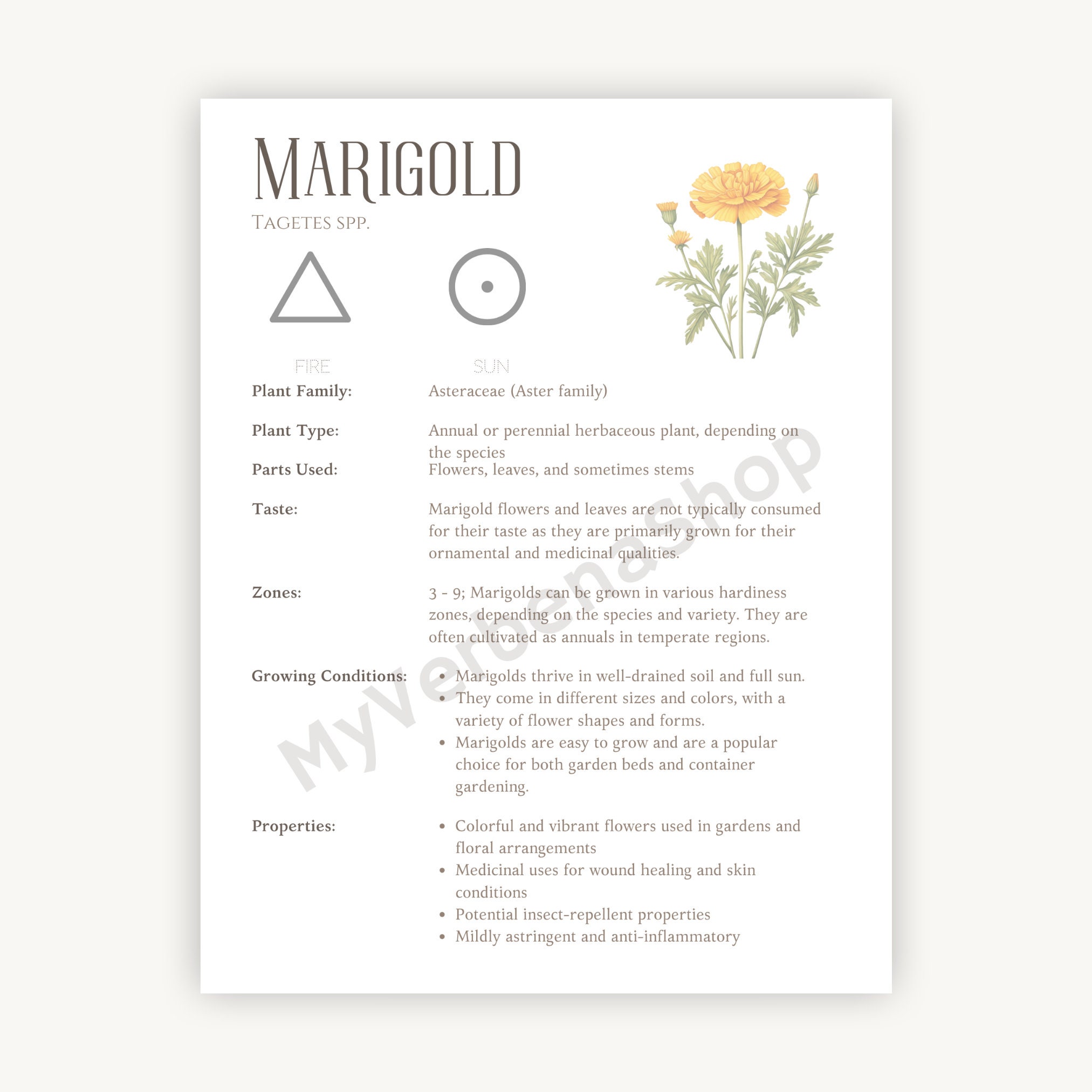 Marigold Herbal Printable - Detailed Plant Guide & Uses - Spiritual ...