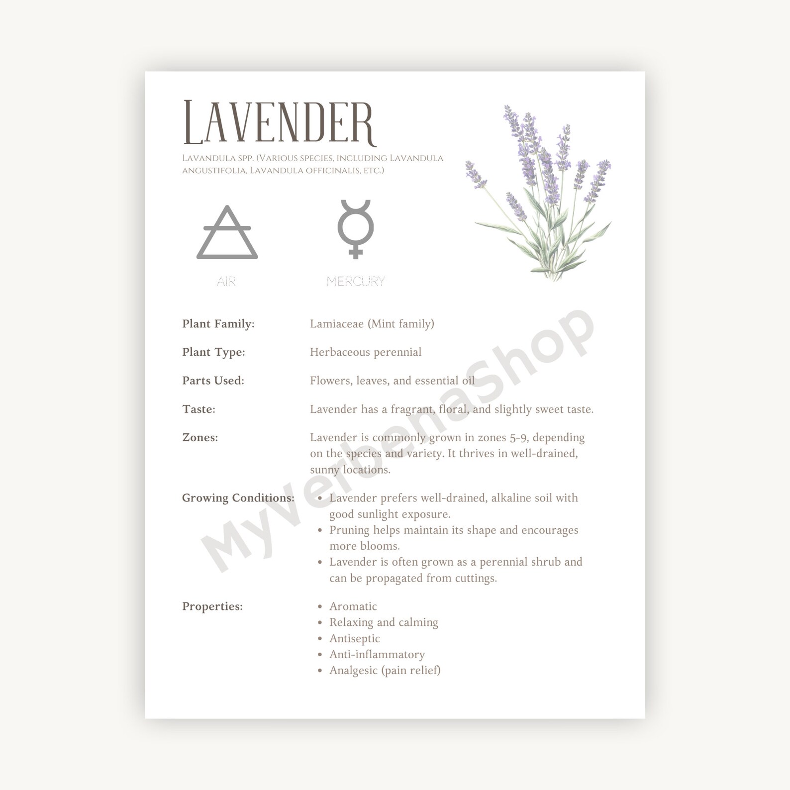 Lavender Herbal Printable - Detailed Plant Guide & Uses - Spiritual ...